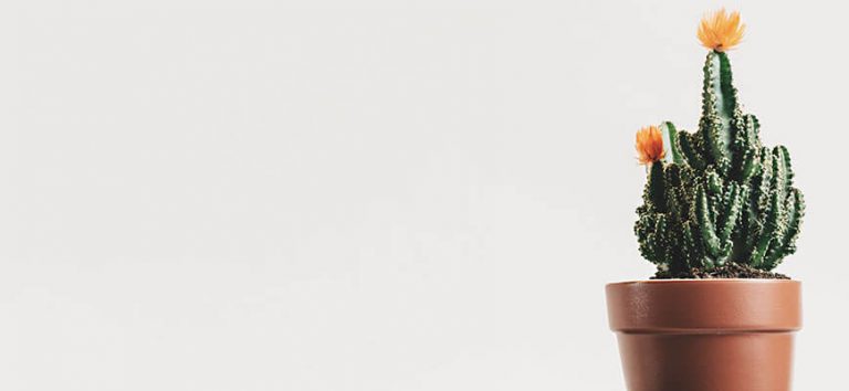 How to Write a Craft of Writing Creative in the HSC | Module C Checklist