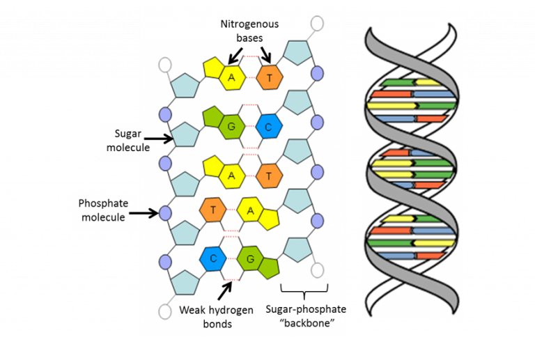 Module 5: Heredity | Beginner's Guide to Year 12 Biology