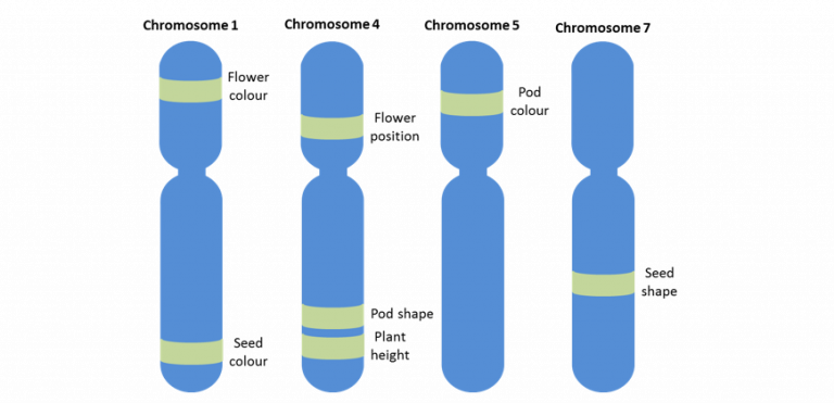 Module 5: Heredity | Beginner's Guide to Year 12 Biology