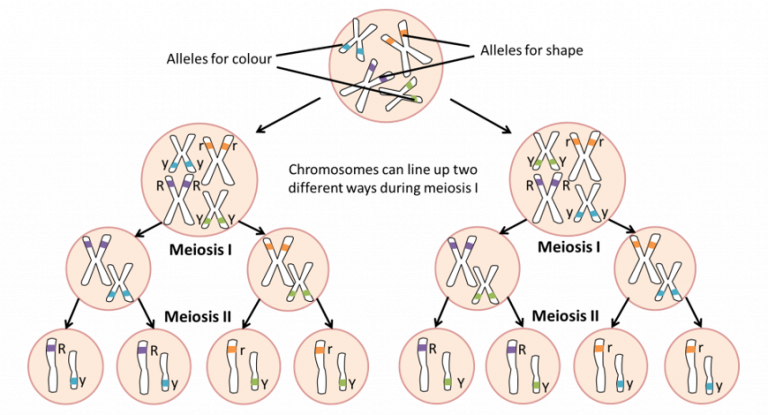 Module 5: Heredity | Beginner's Guide to Year 12 Biology