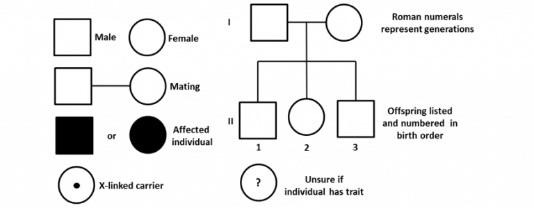 Module 5: Heredity | Beginner's Guide to Year 12 Biology