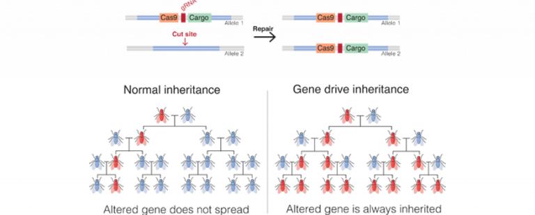 Module 6: Genetic Change | Beginner's Guide to year 12 Biology