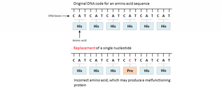 Module 6: Genetic Change | Beginner's Guide to year 12 Biology