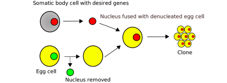 Module 6: Genetic Change | Beginner's Guide to year 12 Biology