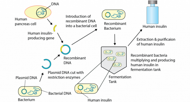 Module 6: Genetic Change | Beginner's Guide to year 12 Biology