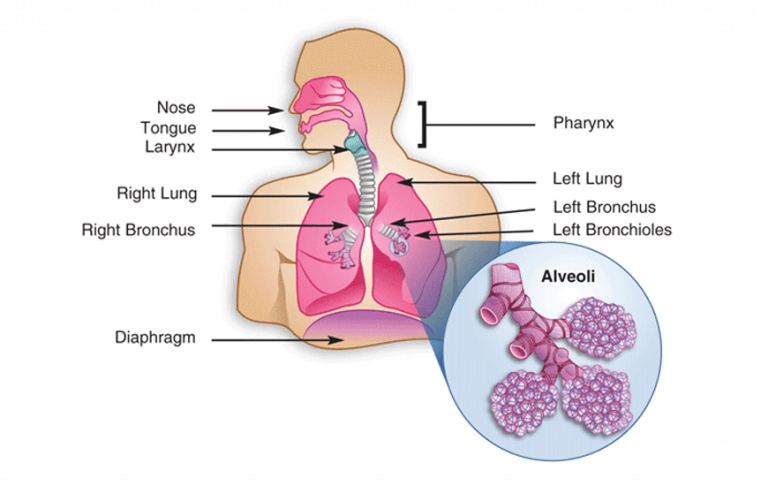 Module 2: Organisation of Living Things | Guide to Year 11 Biology