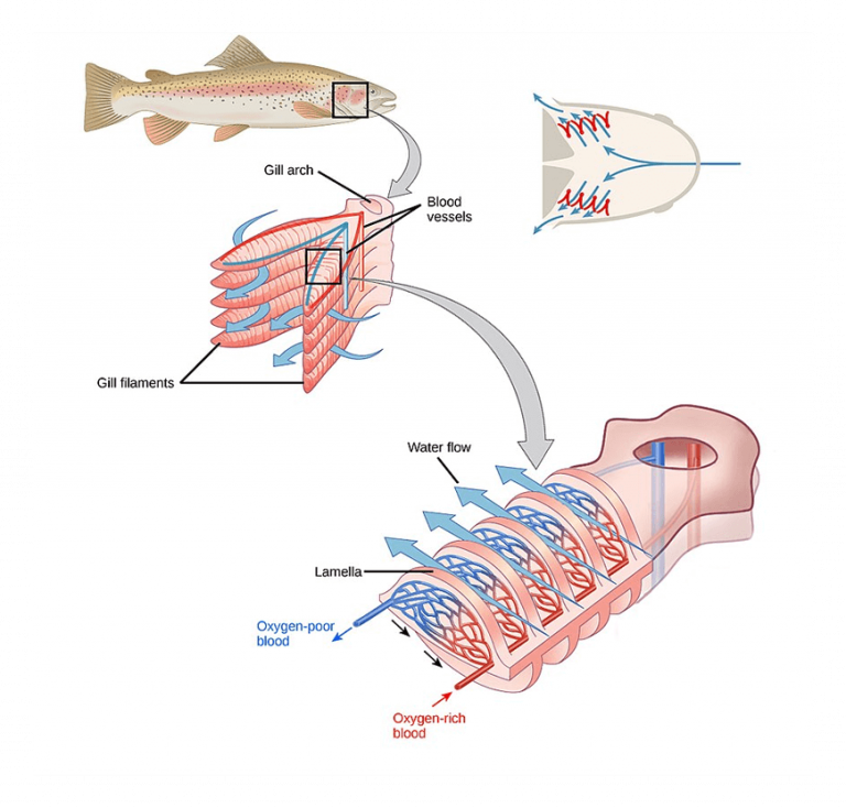 Module 2: Organisation of Living Things | Guide to Year 11 Biology