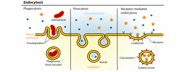 Module 1: Cells as the Basis of Life | Year 11 Biology Guide