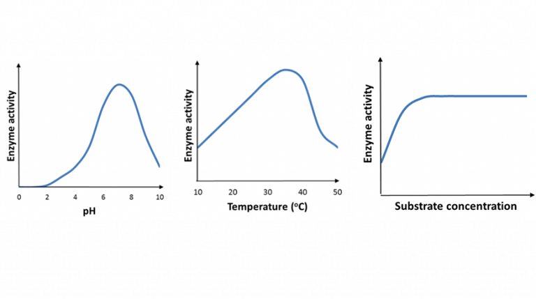 Module 1: Cells as the Basis of Life | Year 11 Biology Guide