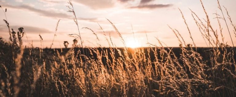 The Ultimate Rosemary Dobson Cheatsheet | Free Annotated Essay