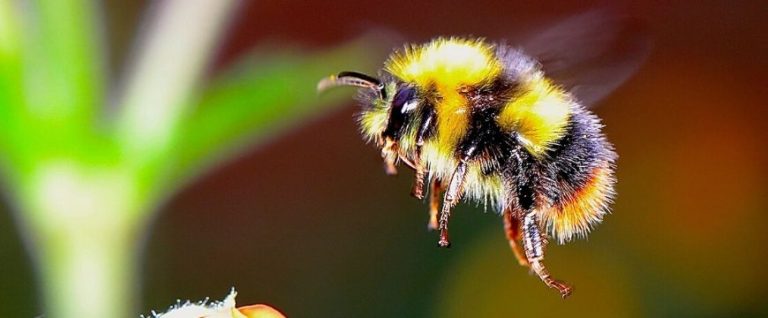 Ultimate List of Poetic Techniques | Poetry Guide Part 3