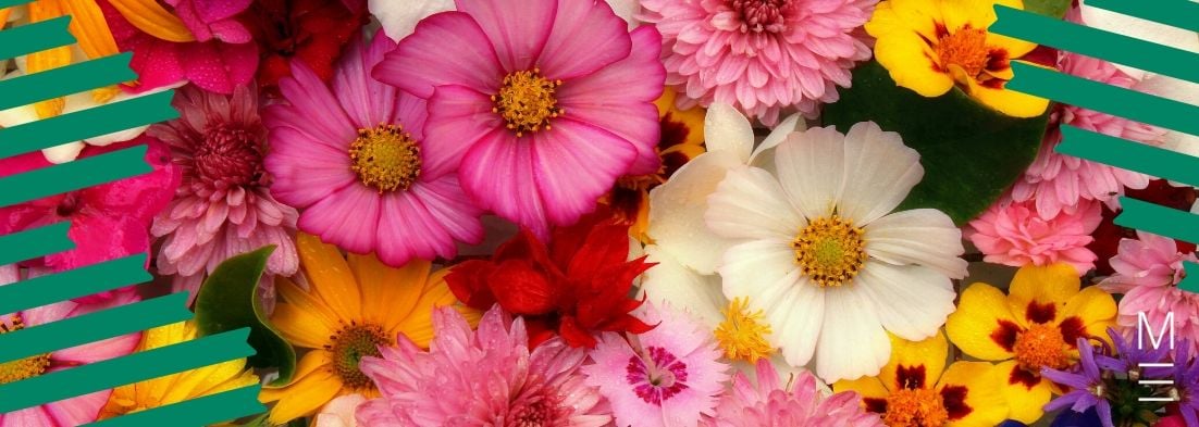 Mrs Flowers Analysis | Best Flower Site