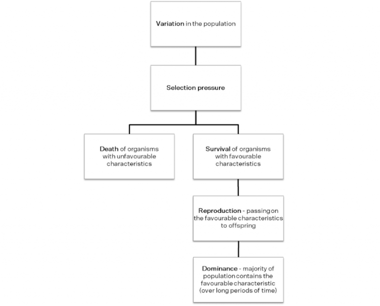 Module 3: Biological Diversity | Beginner's Guide to Year 11 BIology