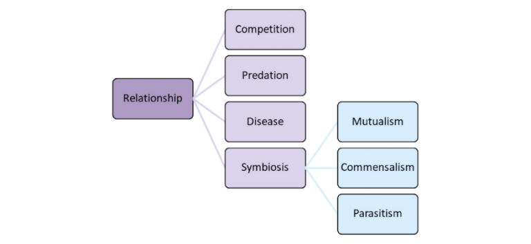 Module 4: Ecosystem Dynamics | Year 11 Biology Guides