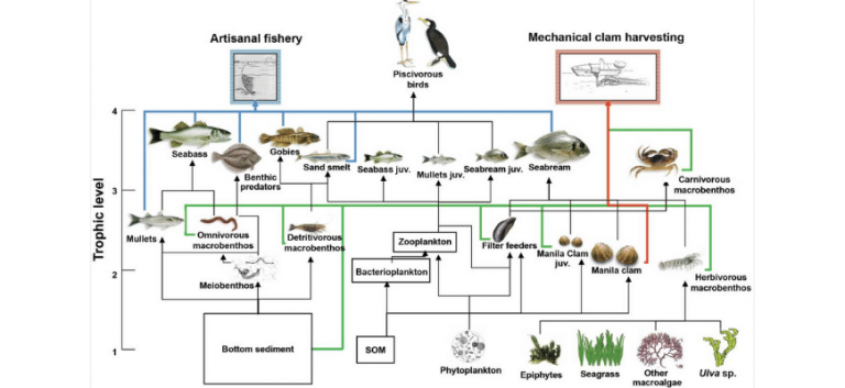 Module 4: Ecosystem Dynamics | Year 11 Biology Guides