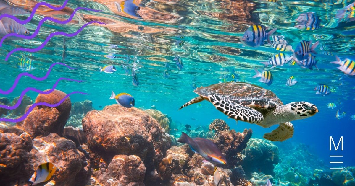 Module 4: Ecosystem Dynamics | Year 11 Biology Guides