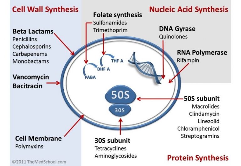 Module 7: Infectious Disease | Beginner's Guide to Year 12 Biology
