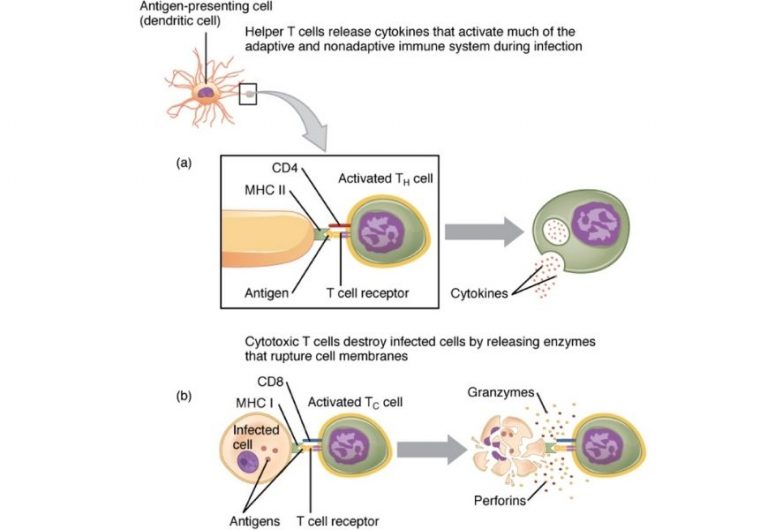 Module 7: Infectious Disease | Beginner's Guide to Year 12 Biology