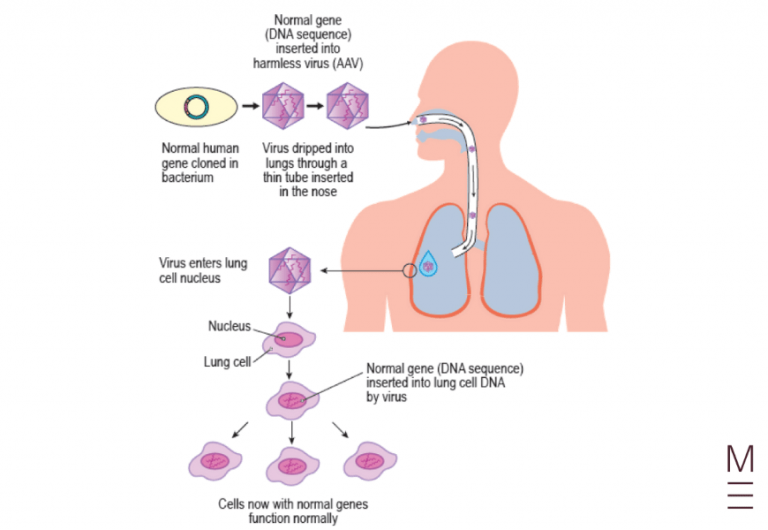 Module 8: Non-Infectious Disease and Disorders | HSC Biology Guides